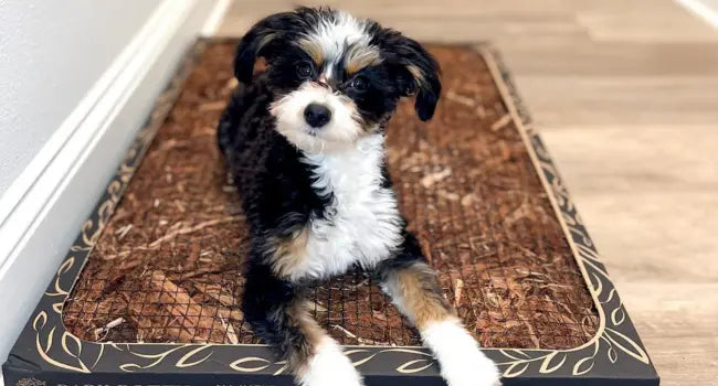 Bark Potty Size Guide - Pick the Right Fit | Bark Potty