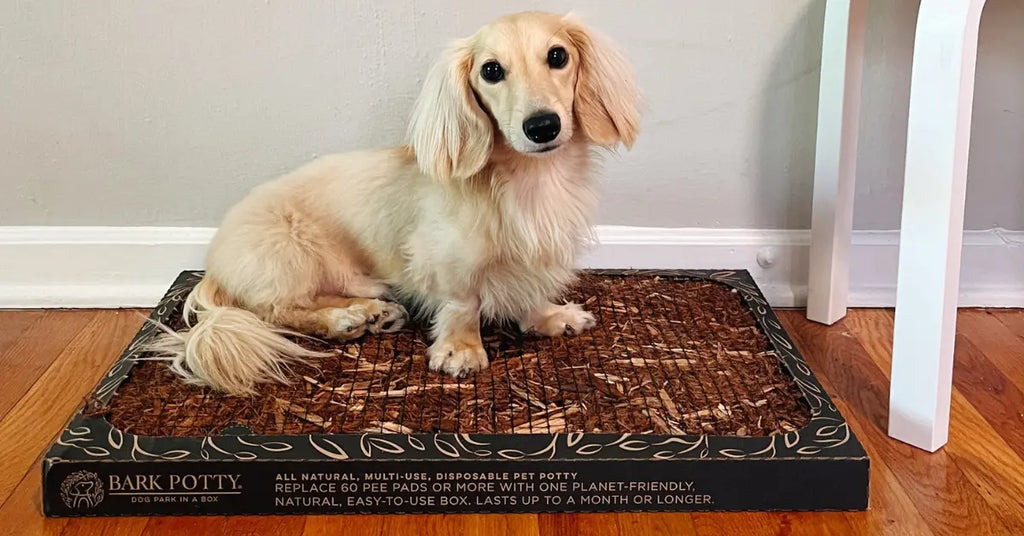 Bark Potty Pads - Multi-Dog Hygiene Tips | Bark Potty