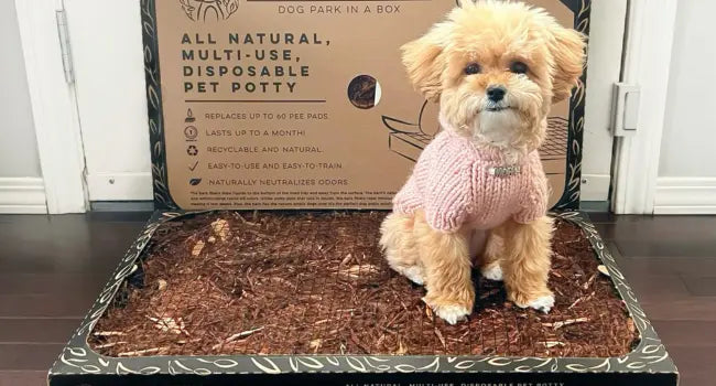 Clean Dog Potty Tray - Odor-Free Tips | Bark Potty