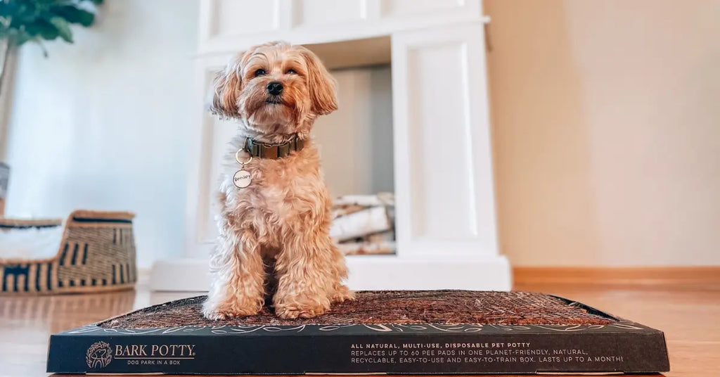 Bark Potty Pads for Apartments - Dog Training | Bark Potty