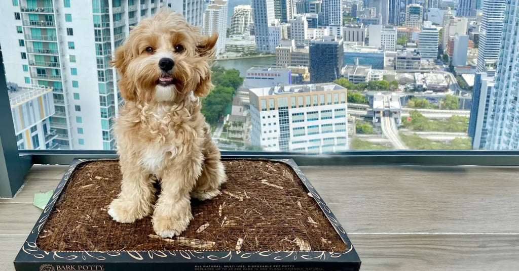 Indoor Dog Potty, Best Solutions for Apartments | Bark Potty