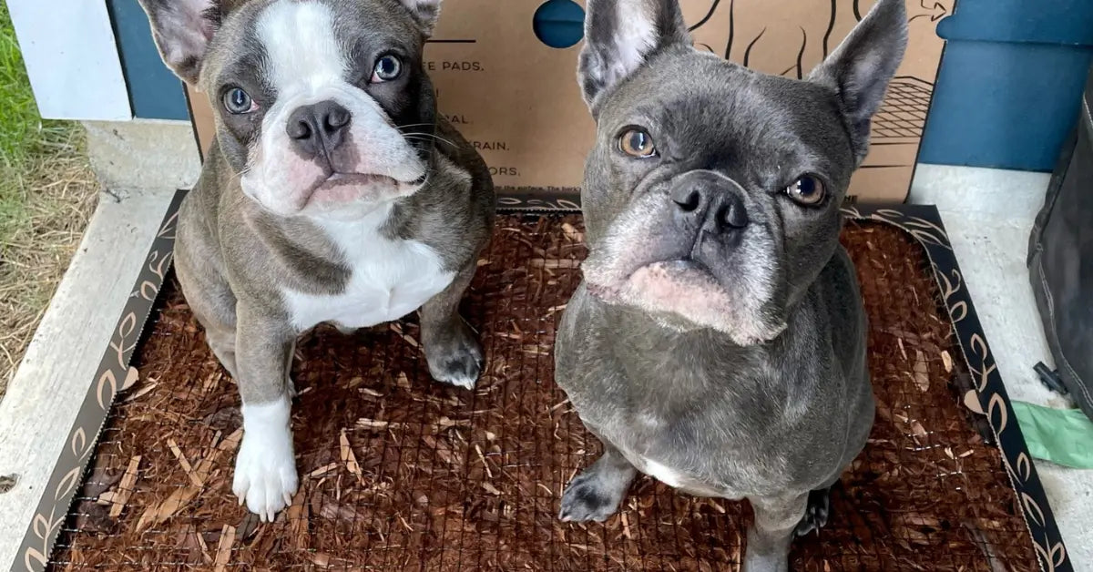 Paw Callus Prevention - Daily Dog Walk Tips | Bark Potty