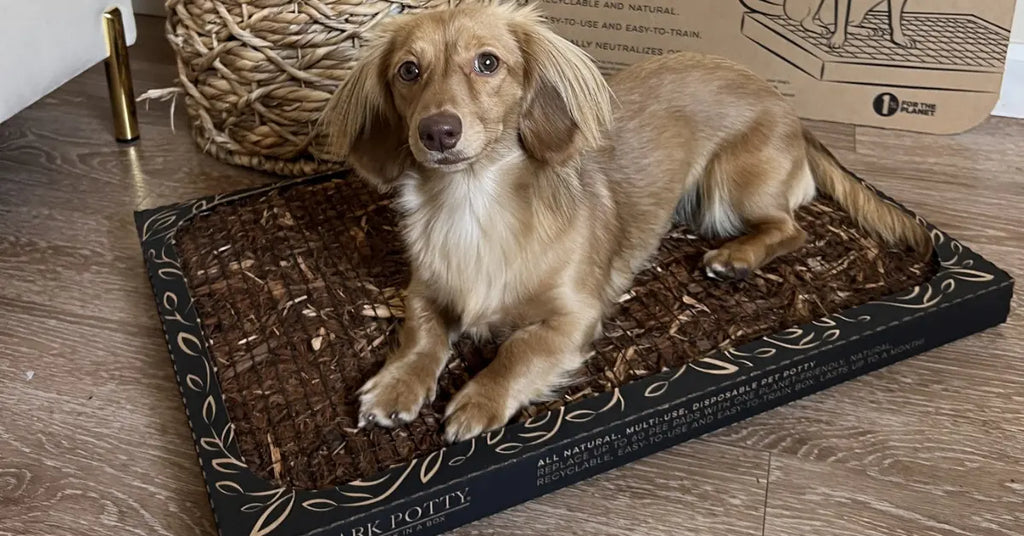 Indoor Bark Potty - Best Dog Training Pad | Bark Potty