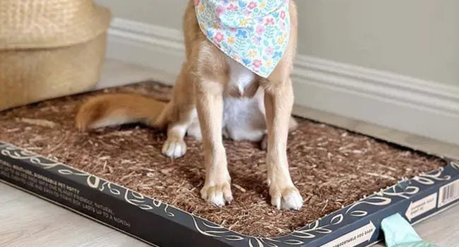 Bark Potty Pad – Setup & Care at Home | Bark Potty