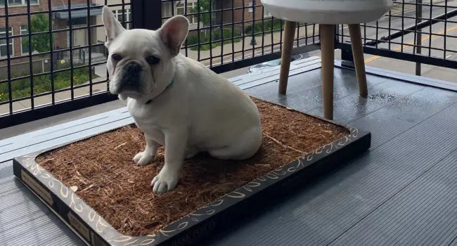 Top Benefits of Using Natural Bark Potty Pads for Dogs