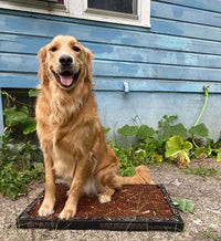 Bark Potty: Dog Potty Patch & Toilet for Puppies