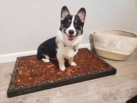 Bark Potty: Dog Potty Patch & Toilet for Puppies