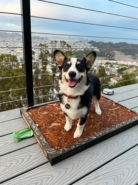 Bark Potty: Dog Potty Patch & Toilet for Puppies