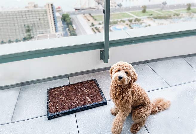 Bark Potty: Dog Potty Patch & Toilet for Puppies