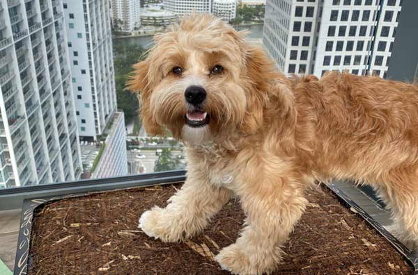 Bark Potty: Dog Potty Patch & Toilet for Puppies