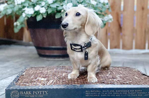 Bark Potty: Dog Potty Patch & Toilet for Puppies