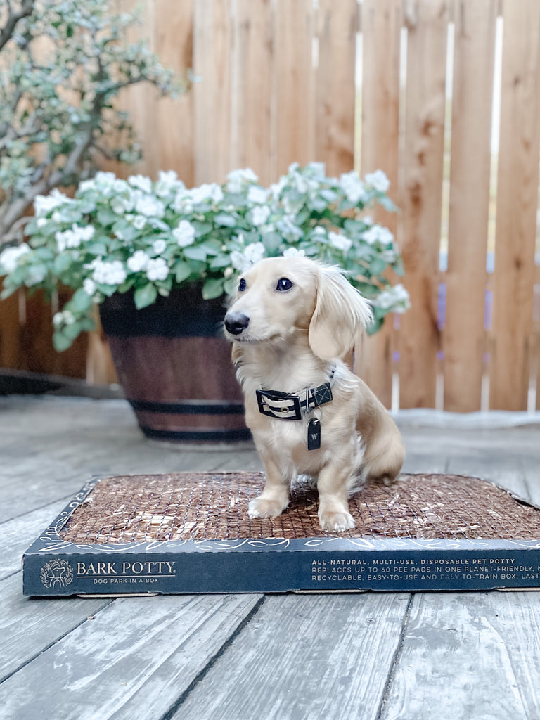 Bark Potty - The Litter Box for Dogs.