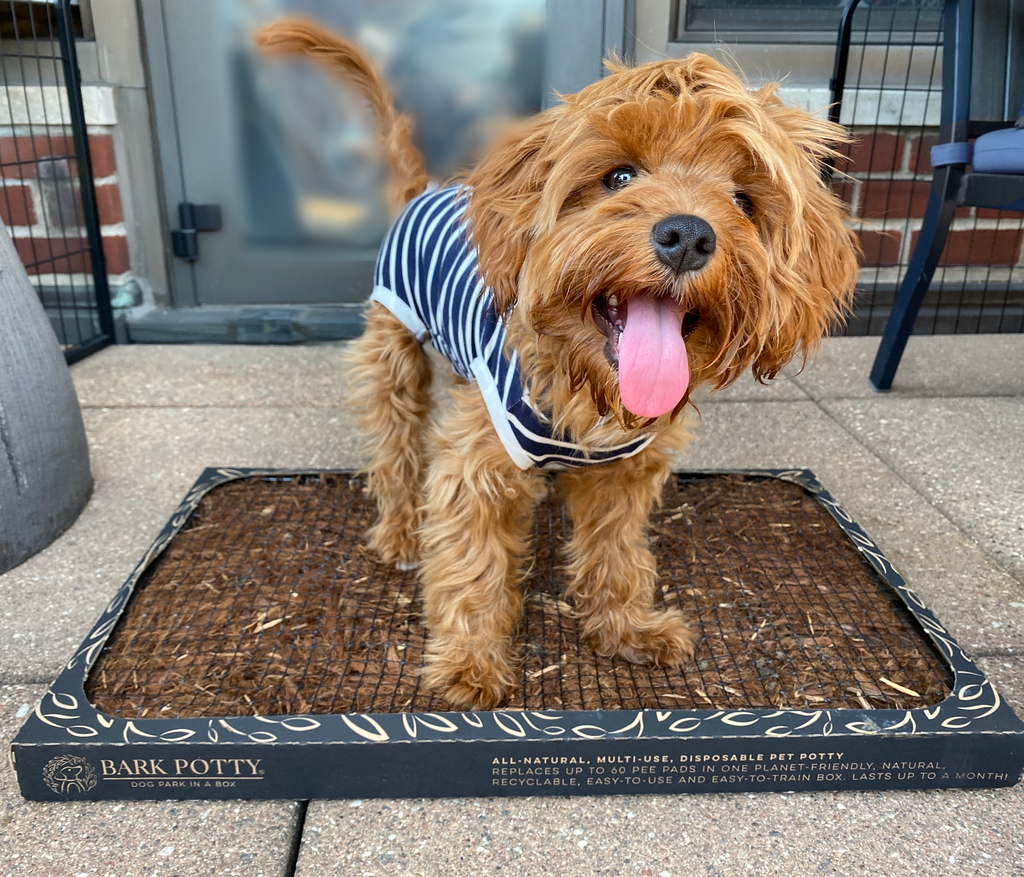 Bark Potty - The Litter Box for Dogs.