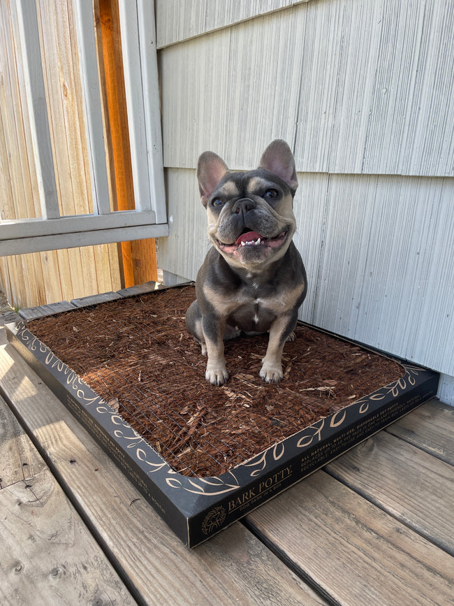 Bark Potty - The Litter Box for Dogs.