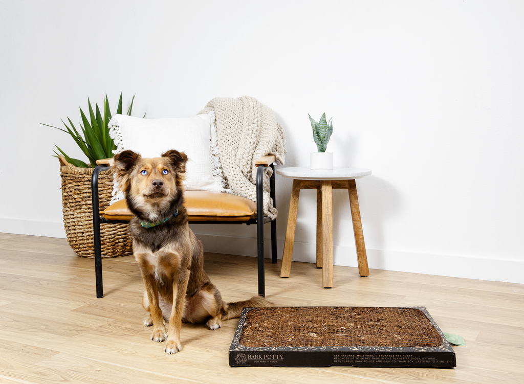 Bark Potty - The Litter Box for Dogs.
