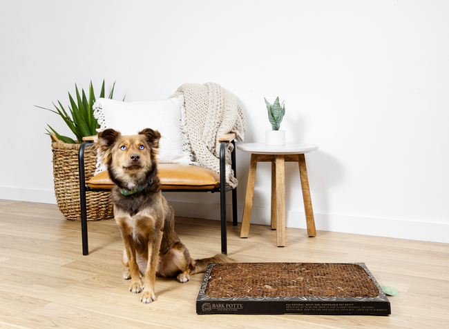 Bark Potty - The Litter Box for Dogs.