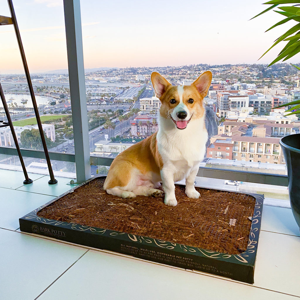 Bark Potty - The Litter Box for Dogs.