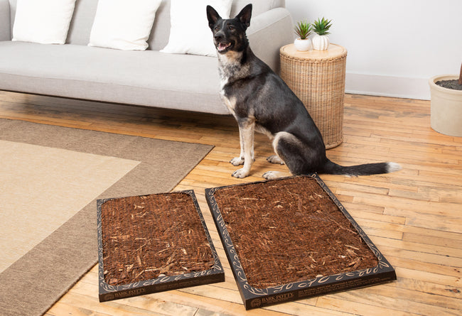 Bark Potty - The Litter Box for Dogs.
